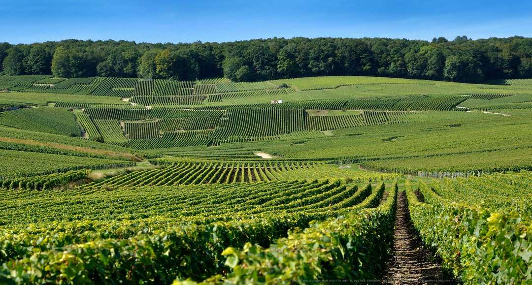 French Wine Selection | Bruno Lafon Selection